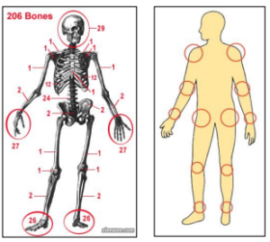 IB DP Biology Muscle and motility Study Notes | IITian Academy