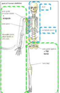 IB DP Biology Muscle and motility Study Notes | IITian Academy