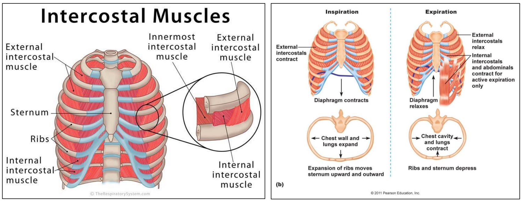 IB DP Biology Muscle and motility Study Notes | IITian Academy