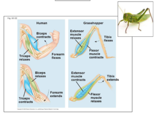 IB DP Biology Muscle and motility Study Notes | IITian Academy