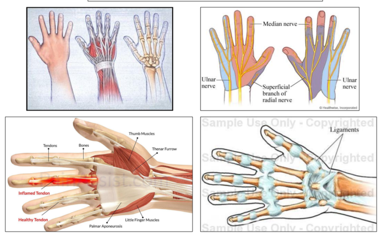IB DP Biology Muscle and motility Study Notes | IITian Academy