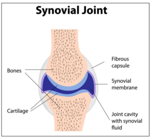 IB DP Biology Muscle and motility Study Notes | IITian Academy