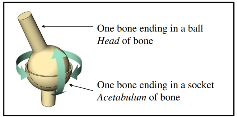 IB DP Biology Muscle and motility Study Notes | IITian Academy