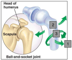 IB DP Biology Muscle and motility Study Notes | IITian Academy