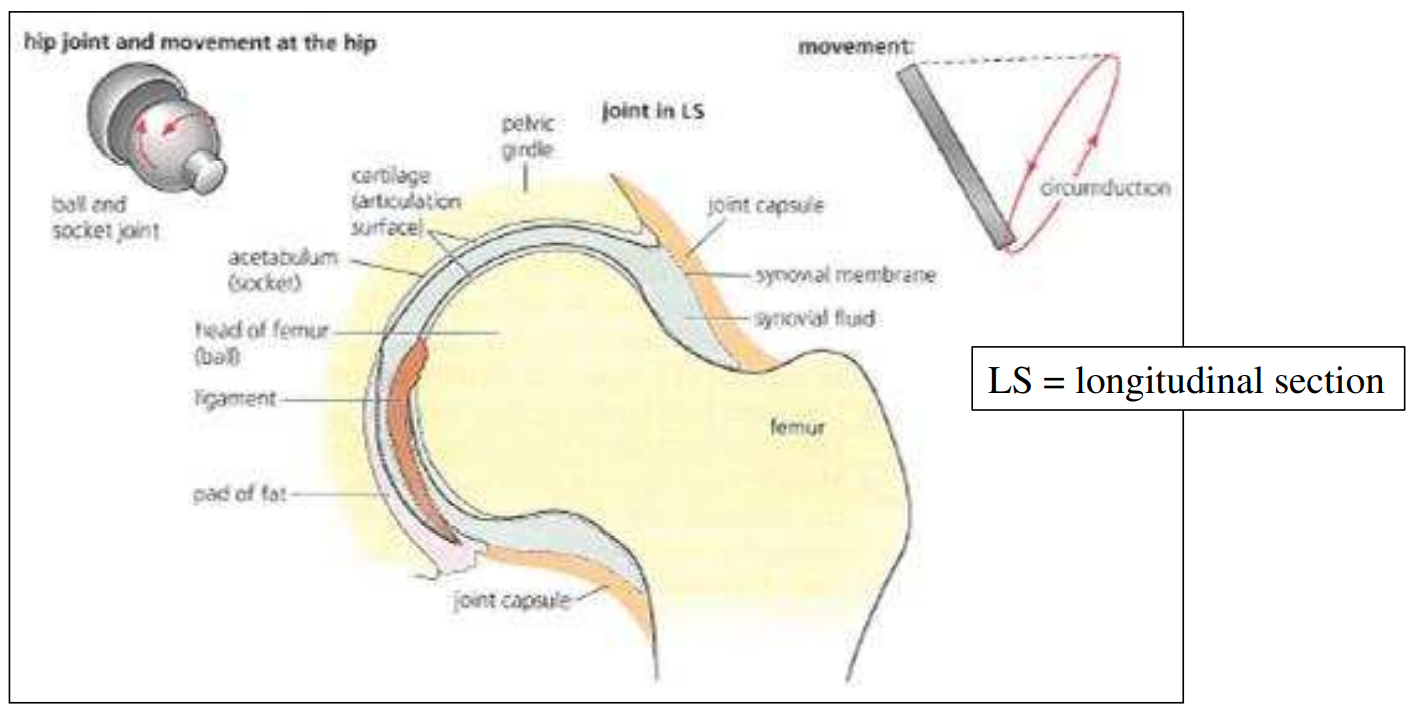 IB DP Biology Muscle and motility Study Notes | IITian Academy