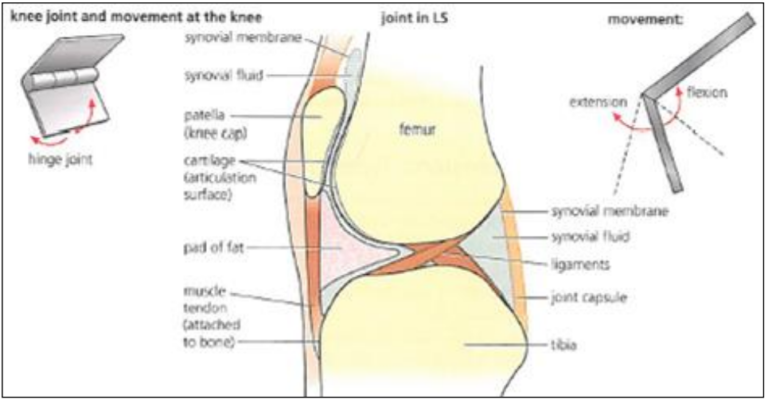 IB DP Biology Muscle and motility Study Notes | IITian Academy