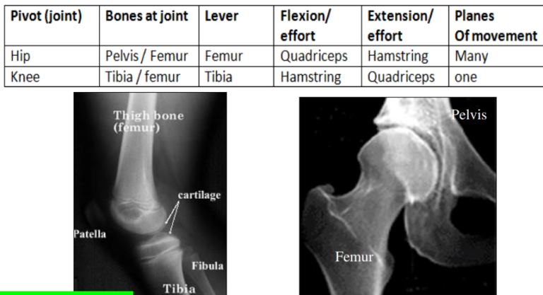 IB DP Biology Muscle and motility Study Notes | IITian Academy