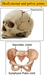 IB DP Biology Muscle and motility Study Notes | IITian Academy