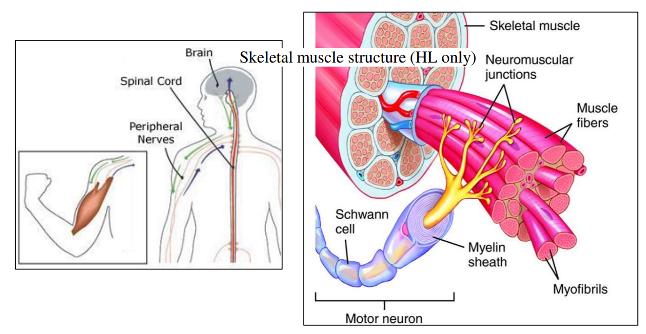 IB DP Biology Muscle and motility Study Notes | IITian Academy
