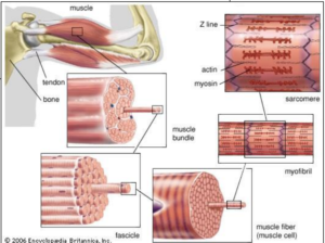 IB DP Biology Muscle and motility Study Notes | IITian Academy