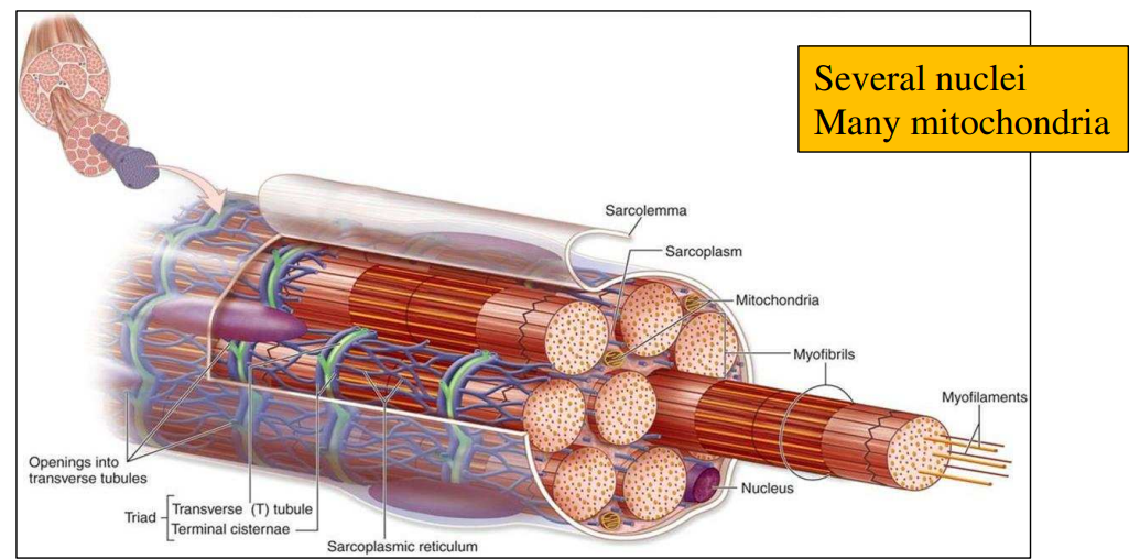 IB DP Biology Muscle and motility Study Notes | IITian Academy