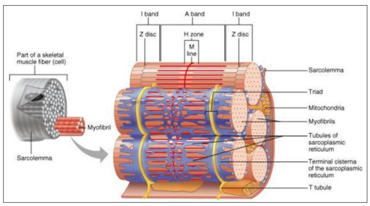 IB DP Biology Muscle and motility Study Notes | IITian Academy