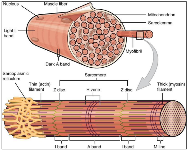 IB DP Biology Muscle and motility Study Notes | IITian Academy