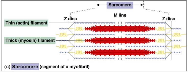 IB DP Biology Muscle and motility Study Notes | IITian Academy