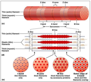 IB DP Biology Muscle and motility Study Notes | IITian Academy