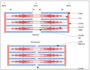 IB DP Biology Muscle and motility Study Notes | IITian Academy
