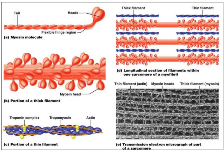 IB DP Biology Muscle and motility Study Notes | IITian Academy