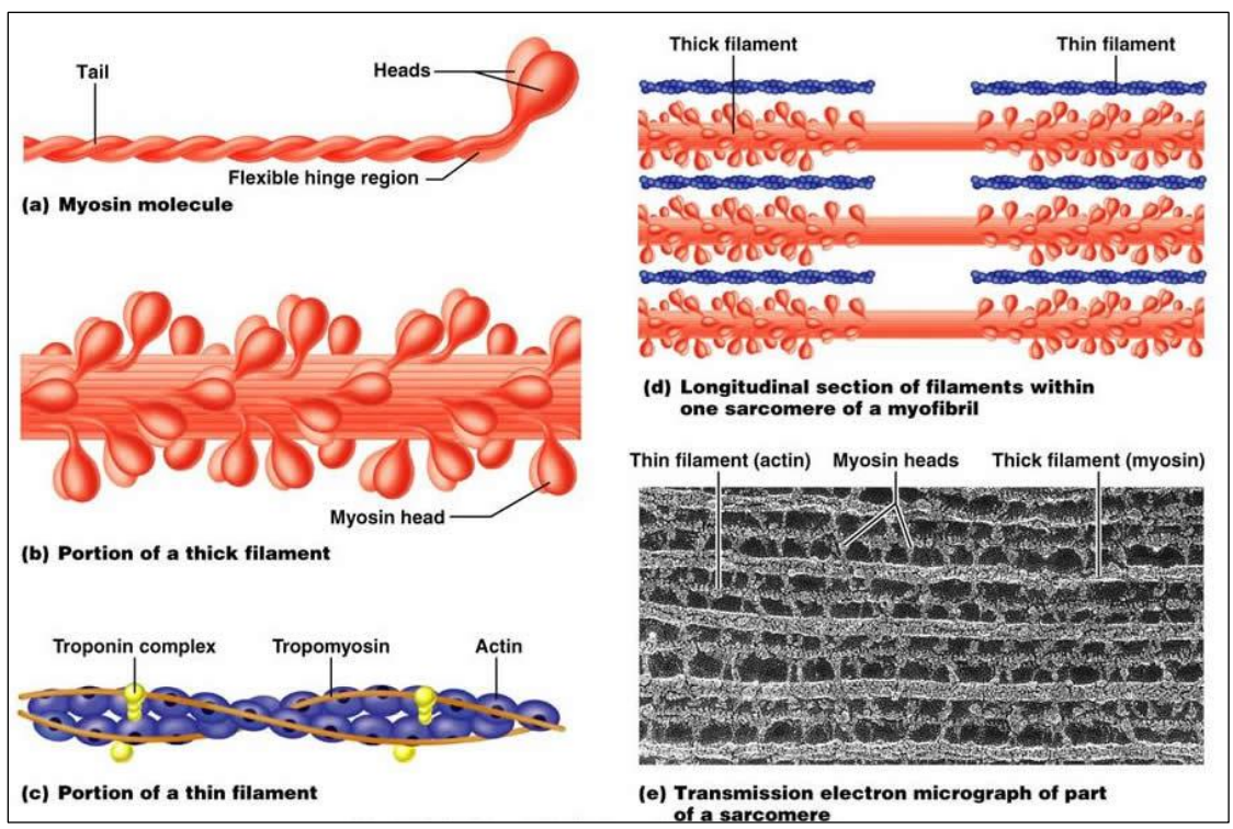 IB DP Biology Muscle and motility Study Notes | IITian Academy
