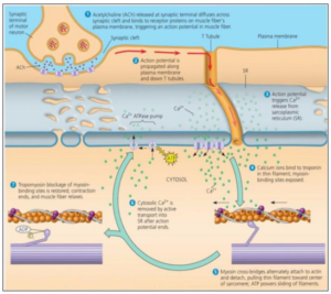 IB DP Biology Muscle and motility Study Notes | IITian Academy