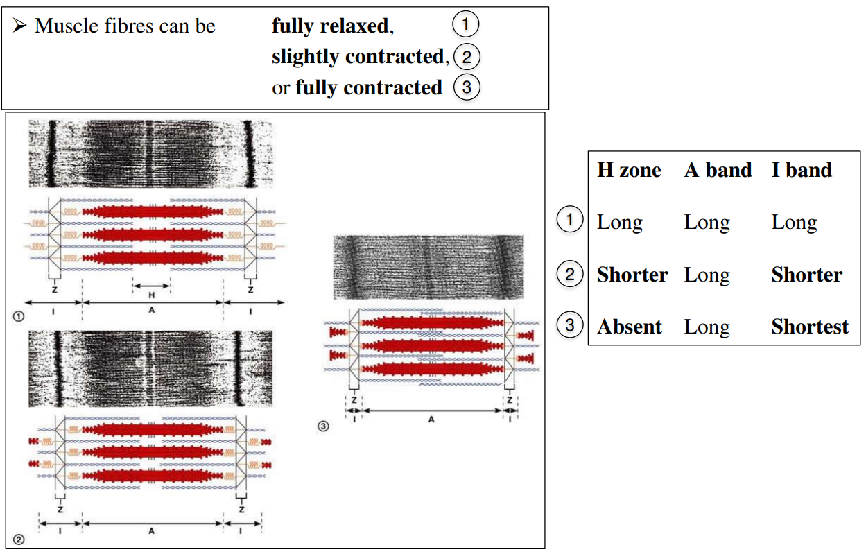 IB DP Biology Muscle and motility Study Notes | IITian Academy