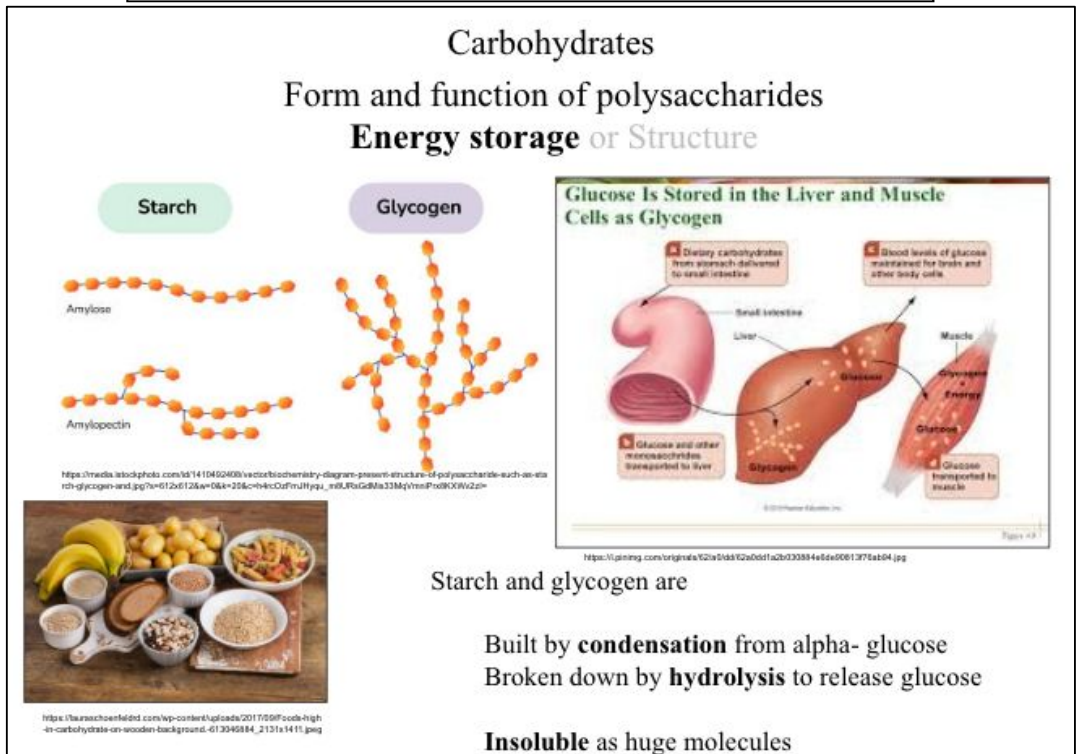 IBDP Biology 2025 SL&HL: C1.1 Enzymes and metabolism Study Notes