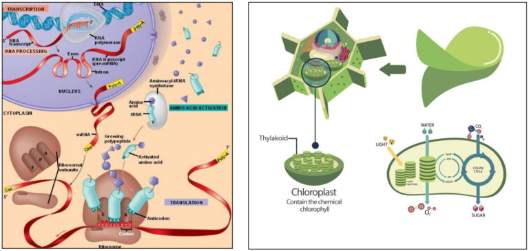 IBDP Biology 2025 SL&HL: C1.1 Enzymes and metabolism Study Notes