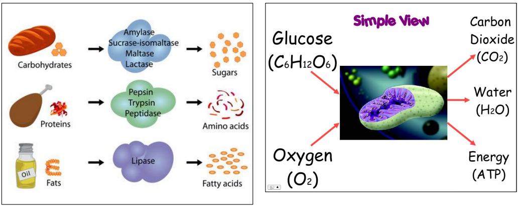 IBDP Biology 2025 SL&HL: C1.1 Enzymes and metabolism Study Notes
