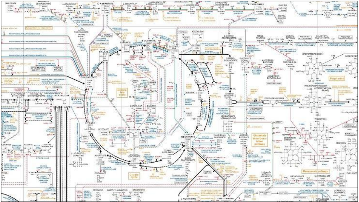 IBDP Biology 2025 SL&HL: C1.1 Enzymes and metabolism Study Notes
