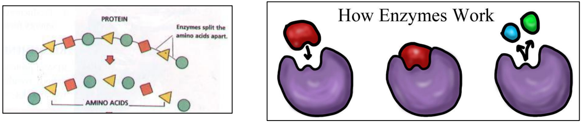 IBDP Biology 2025 SL&HL: C1.1 Enzymes and metabolism Study Notes