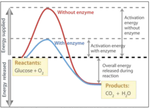 IBDP Biology 2025 SL&HL: C1.1 Enzymes and metabolism Study Notes