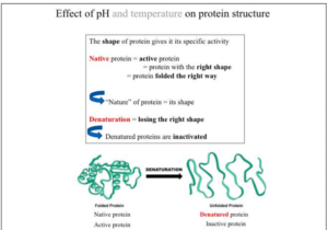 IBDP Biology 2025 SL&HL: C1.1 Enzymes and metabolism Study Notes