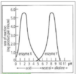 IBDP Biology 2025 SL&HL: C1.1 Enzymes and metabolism Study Notes