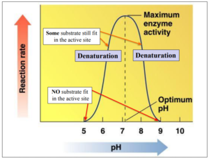 IBDP Biology 2025 SL&HL: C1.1 Enzymes and metabolism Study Notes