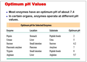 IBDP Biology 2025 SL&HL: C1.1 Enzymes and metabolism Study Notes
