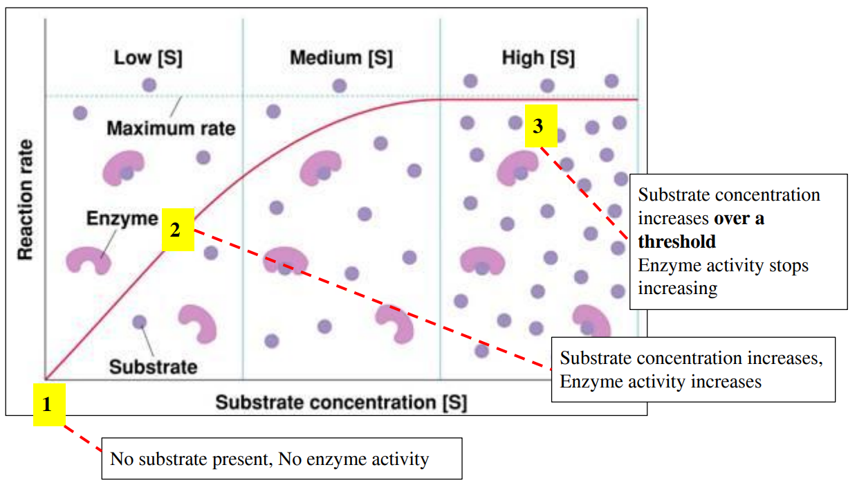 IBDP Biology 2025 SL&HL: C1.1 Enzymes and metabolism Study Notes