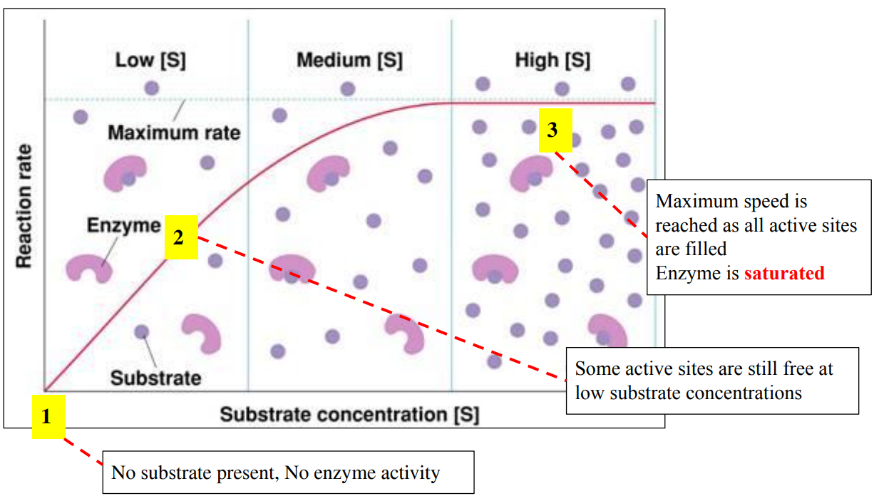 IBDP Biology 2025 SL&HL: C1.1 Enzymes and metabolism Study Notes