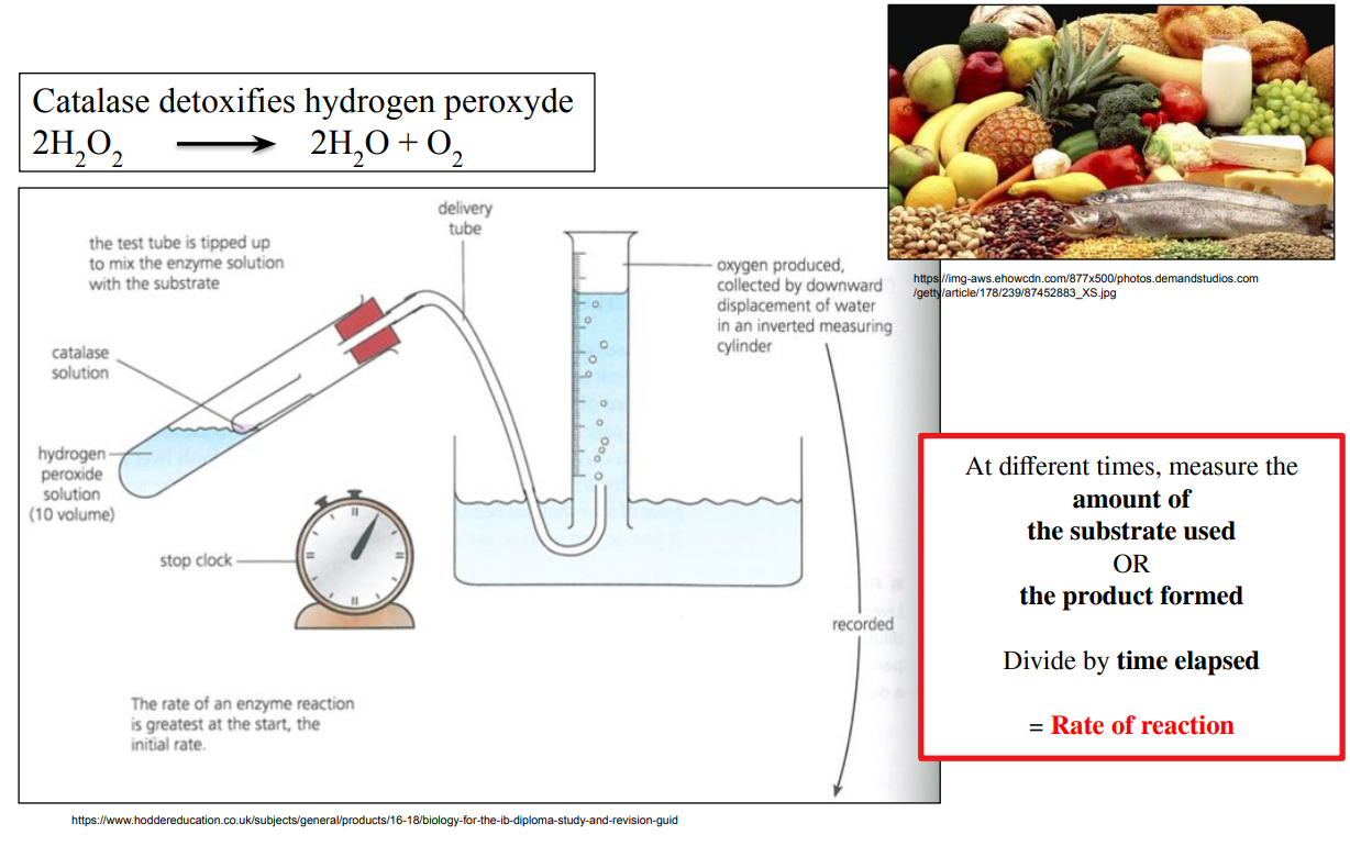 IBDP Biology 2025 SL&HL: C1.1 Enzymes and metabolism Study Notes