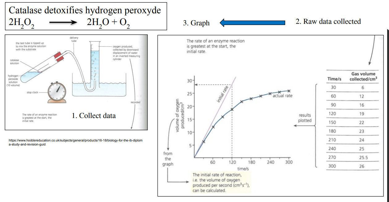 IBDP Biology 2025 SL&HL: C1.1 Enzymes and metabolism Study Notes