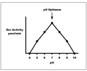 IBDP Biology 2025 SL&HL: C1.1 Enzymes and metabolism Study Notes