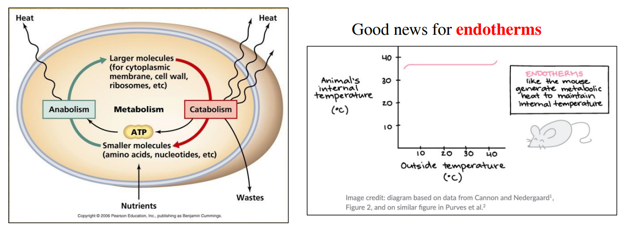 IBDP Biology 2025 SL&HL: C1.1 Enzymes and metabolism Study Notes
