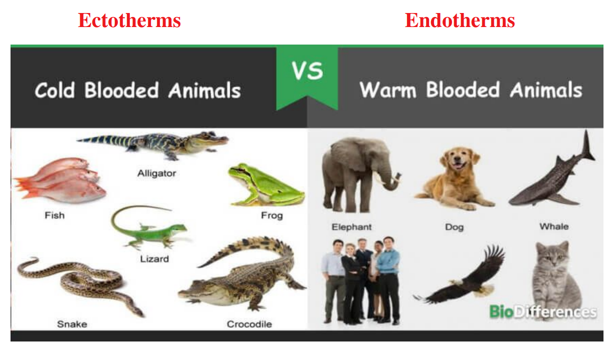 IBDP Biology 2025 SL&HL: C1.1 Enzymes and metabolism Study Notes