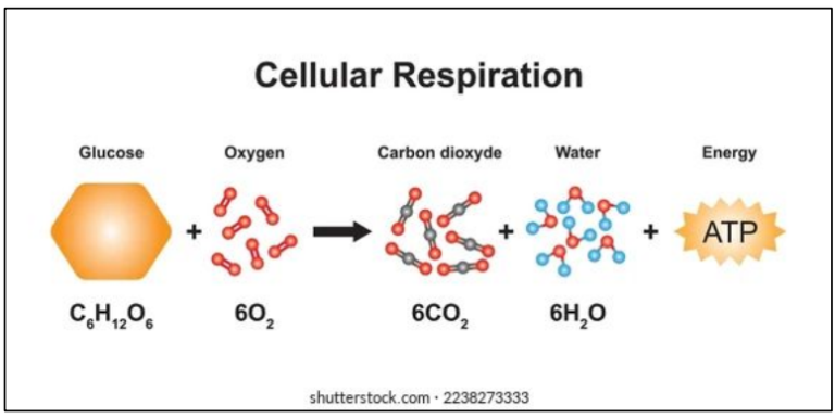 IBDP Biology 2025 SL&HL: C1.2 Cell respiration Study Notes