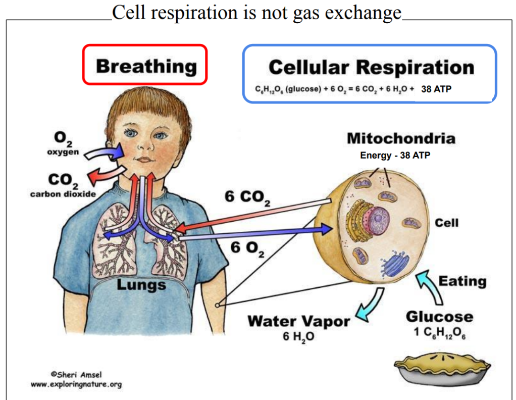 IBDP Biology 2025 SL&HL: C1.2 Cell respiration Study Notes