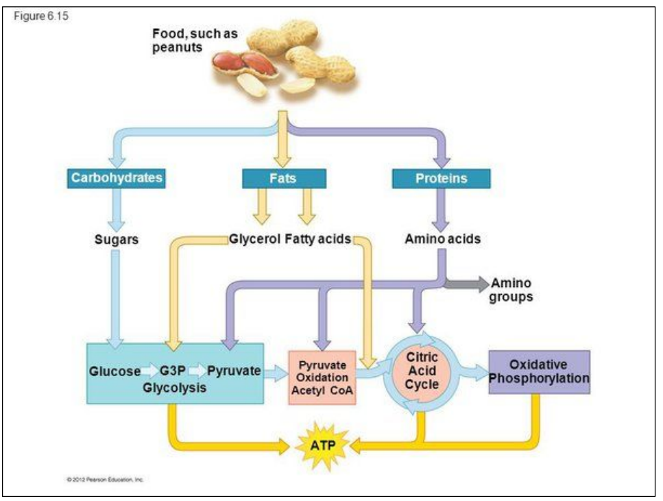 IBDP Biology 2025 SL&HL: C1.2 Cell respiration Study Notes