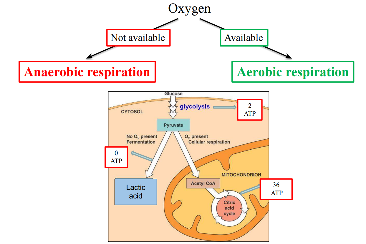 IBDP Biology 2025 SL&HL: C1.2 Cell respiration Study Notes