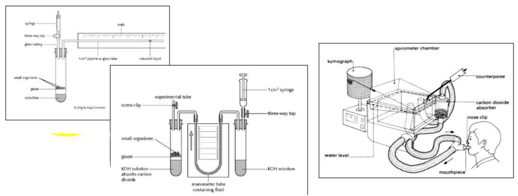 IBDP Biology 2025 SL&HL: C1.2 Cell respiration Study Notes