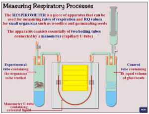 IBDP Biology 2025 SL&HL: C1.2 Cell respiration Study Notes