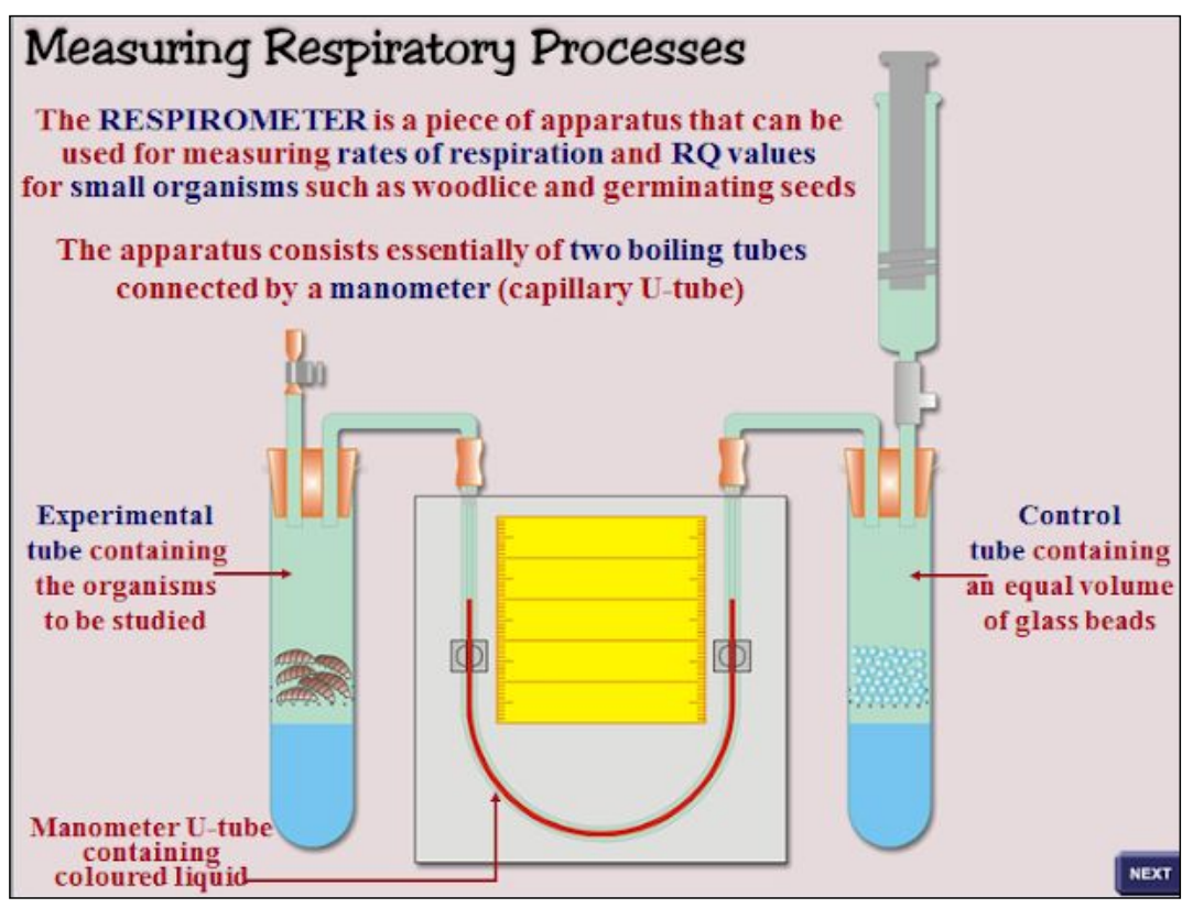 IBDP Biology 2025 SL&HL: C1.2 Cell respiration Study Notes