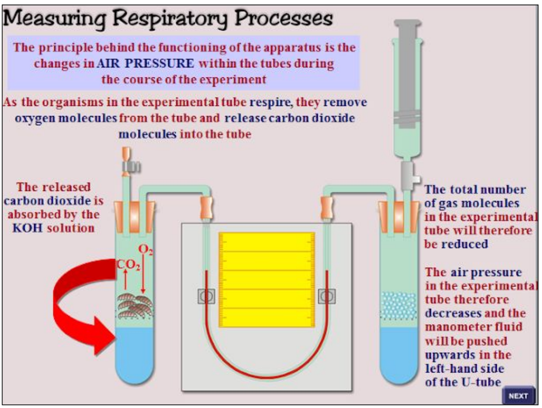 IBDP Biology 2025 SL&HL: C1.2 Cell respiration Study Notes