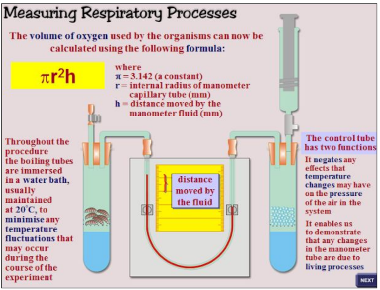 IBDP Biology 2025 SL&HL: C1.2 Cell respiration Study Notes